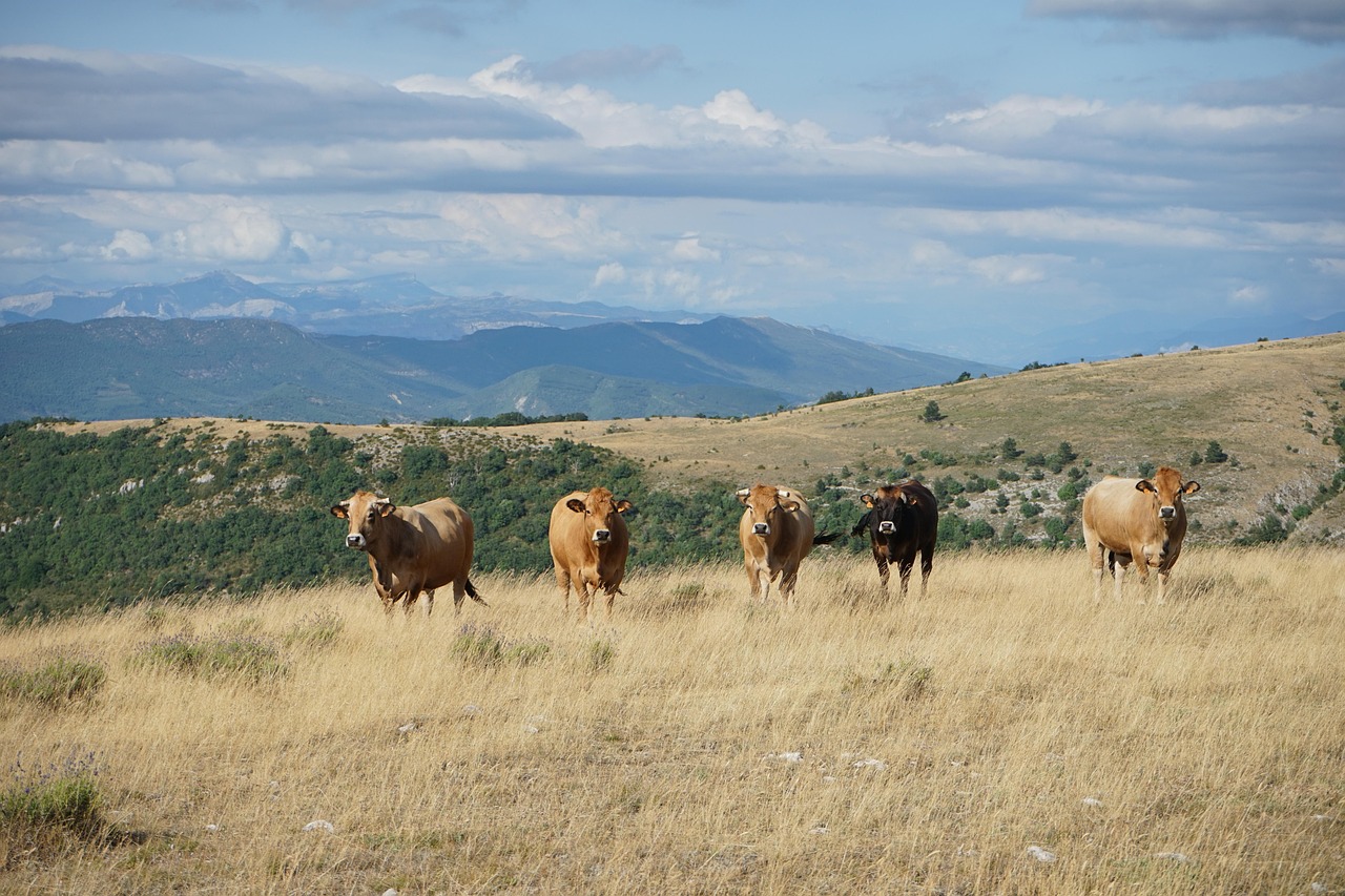 Vache Prairie Paysage - Photo gratuite sur Pixabay - Pixabay