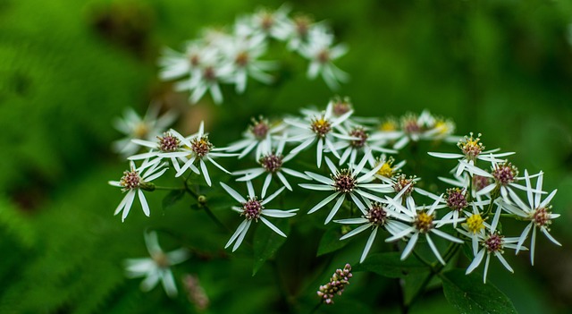 Aster Woodland Nature - Free photo on Pixabay