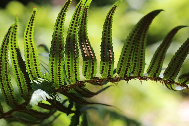 Sword Fern Nature Plant - Free photo on Pixabay - Pixabay