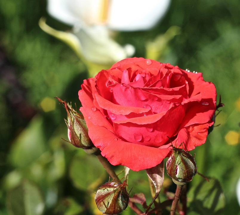 Rose Flowers Nature - Free photo on Pixabay