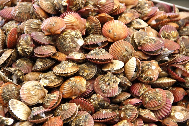 Frutos Do Mar Concha - Foto gratuita no Pixabay - Pixabay