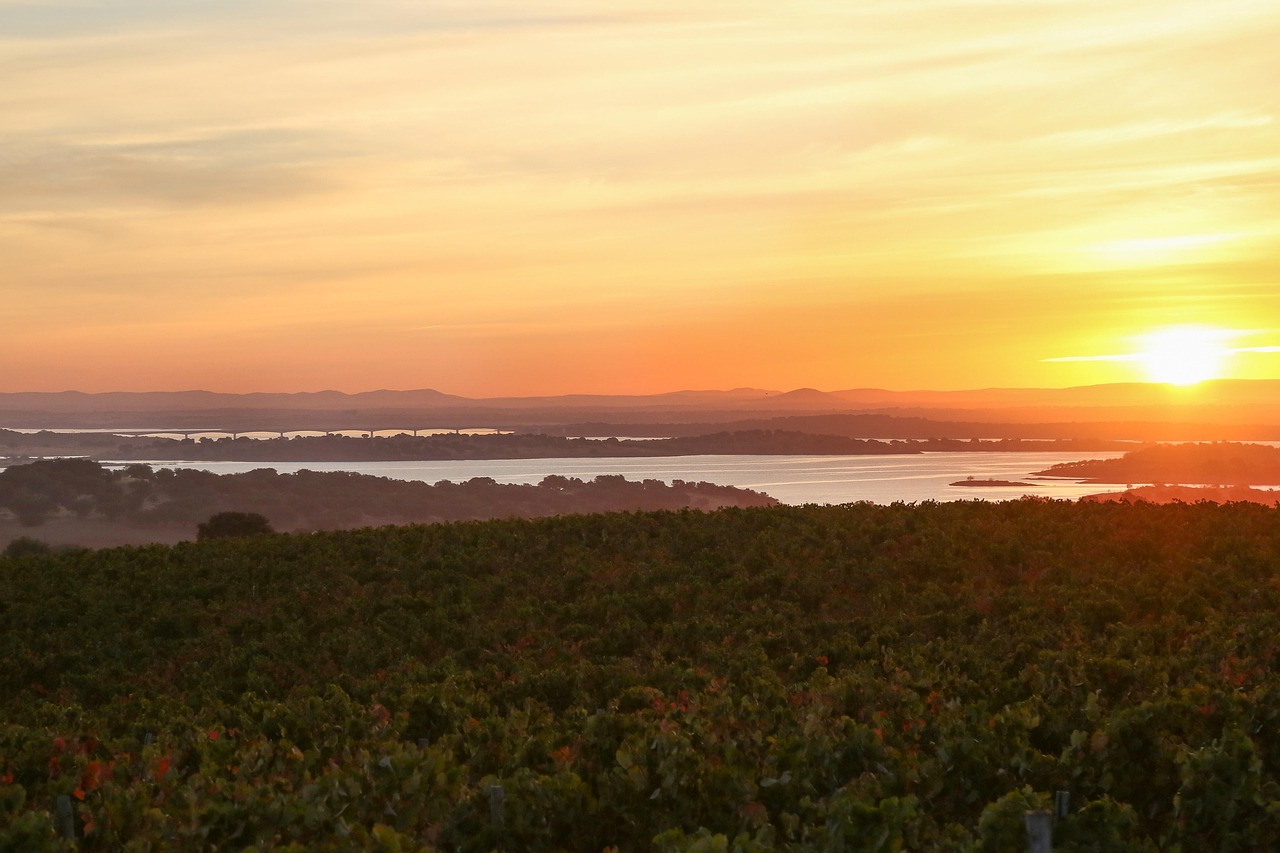 Kebun Anggur Danau Alentejo - Foto gratis di Pixabay - Pixabay