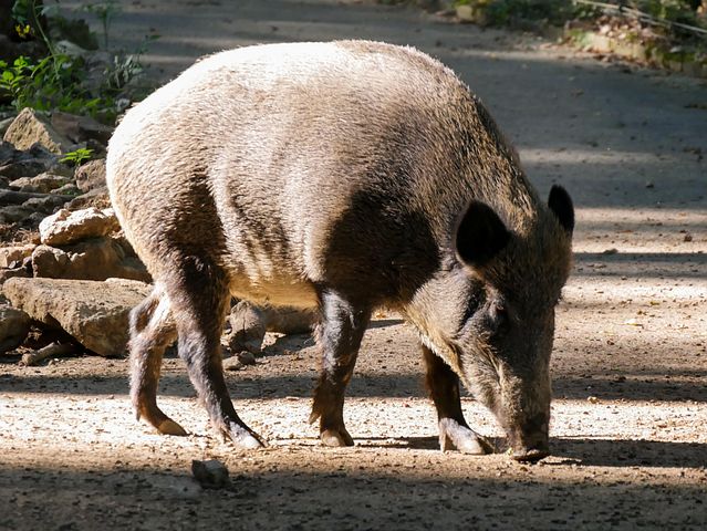 90+ kostenlose Wildsau und Wildschwein-Bilder - Pixabay