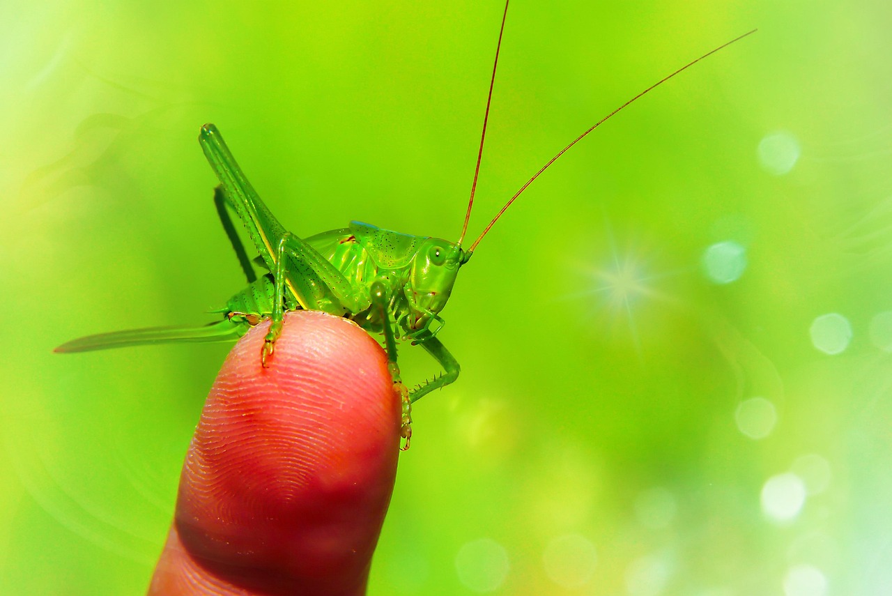 300+ Free Grasshopper Summer & Grasshopper Images - Pixabay