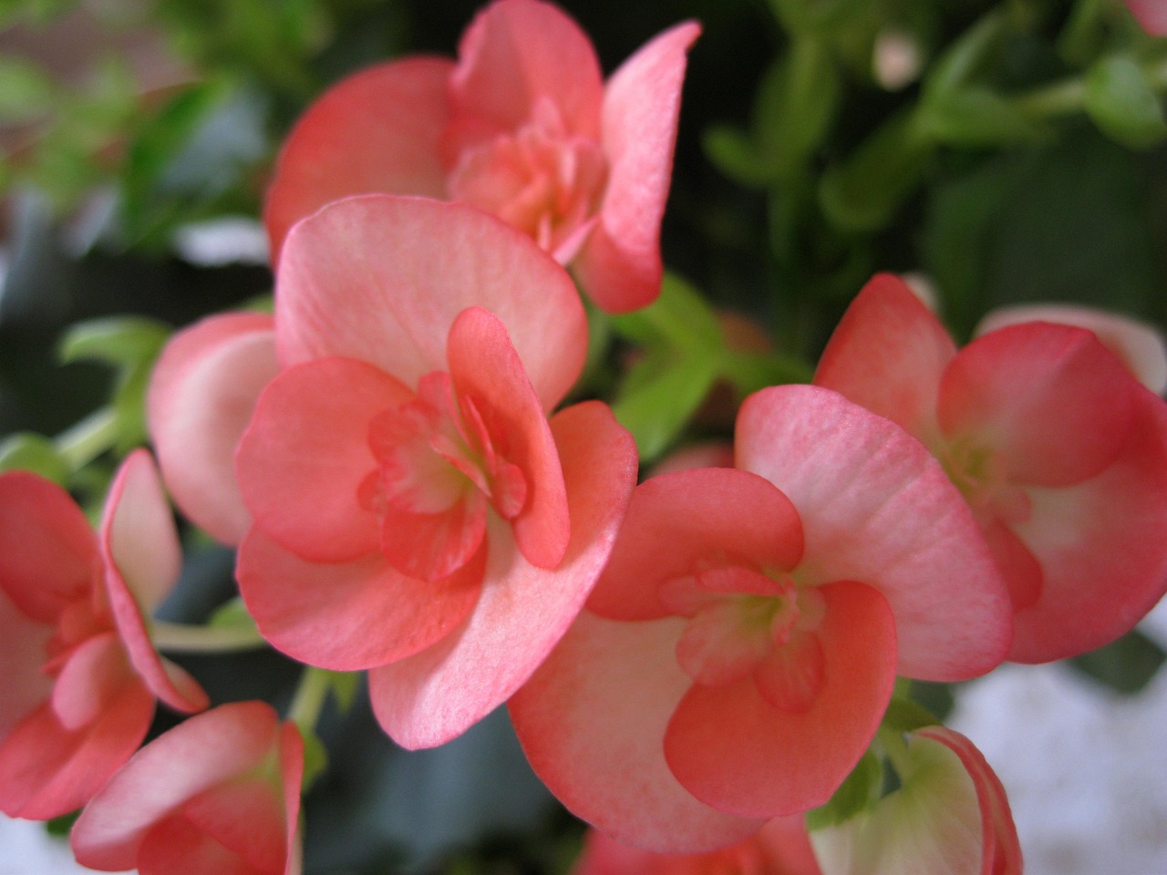 Bunga Merah Jambu - Foto gratis di Pixabay