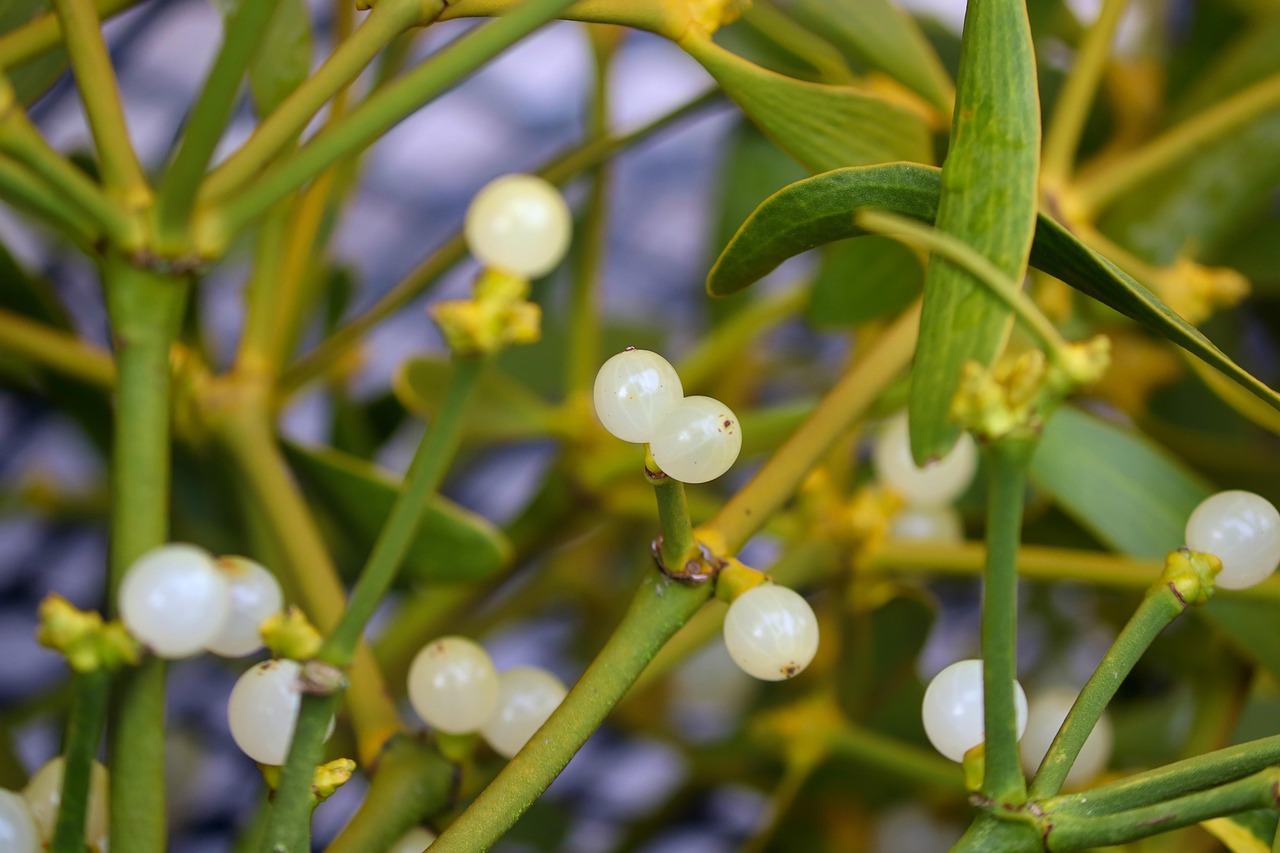 Mistletoe Santalaceae Christmas - Free photo on Pixabay - Pixabay