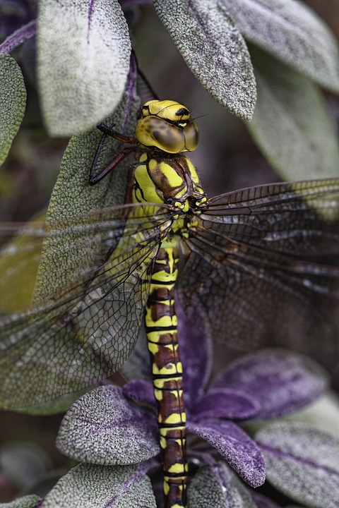 Dragonfly Macro Nature - Free photo on Pixabay - Pixabay
