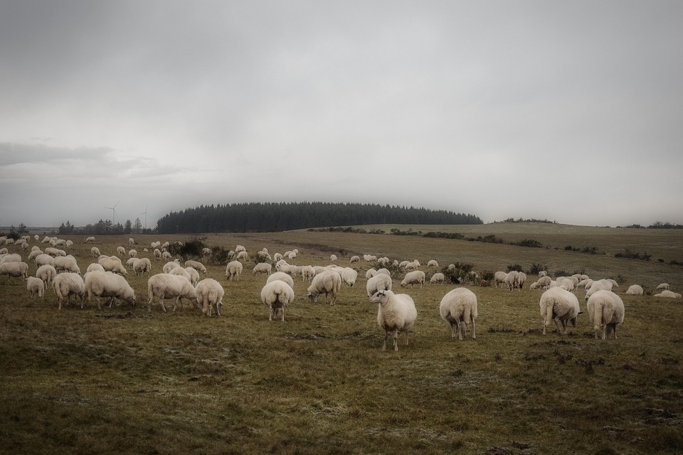 Moor Landscape Nature - Free photo on Pixabay - Pixabay