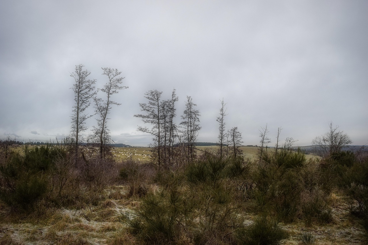 Moor Landscape Nature - Free photo on Pixabay