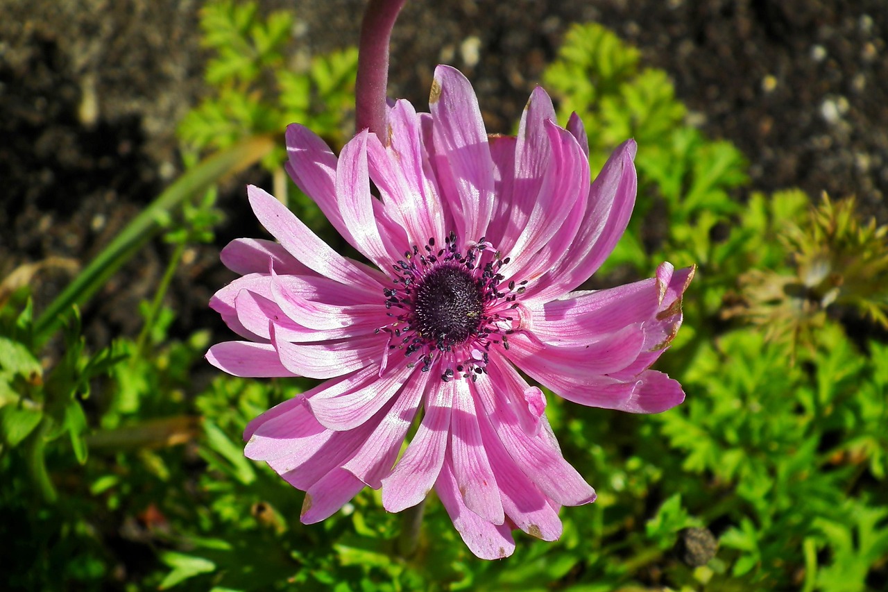 Anémona Flor Rosado - Foto gratis en Pixabay - Pixabay