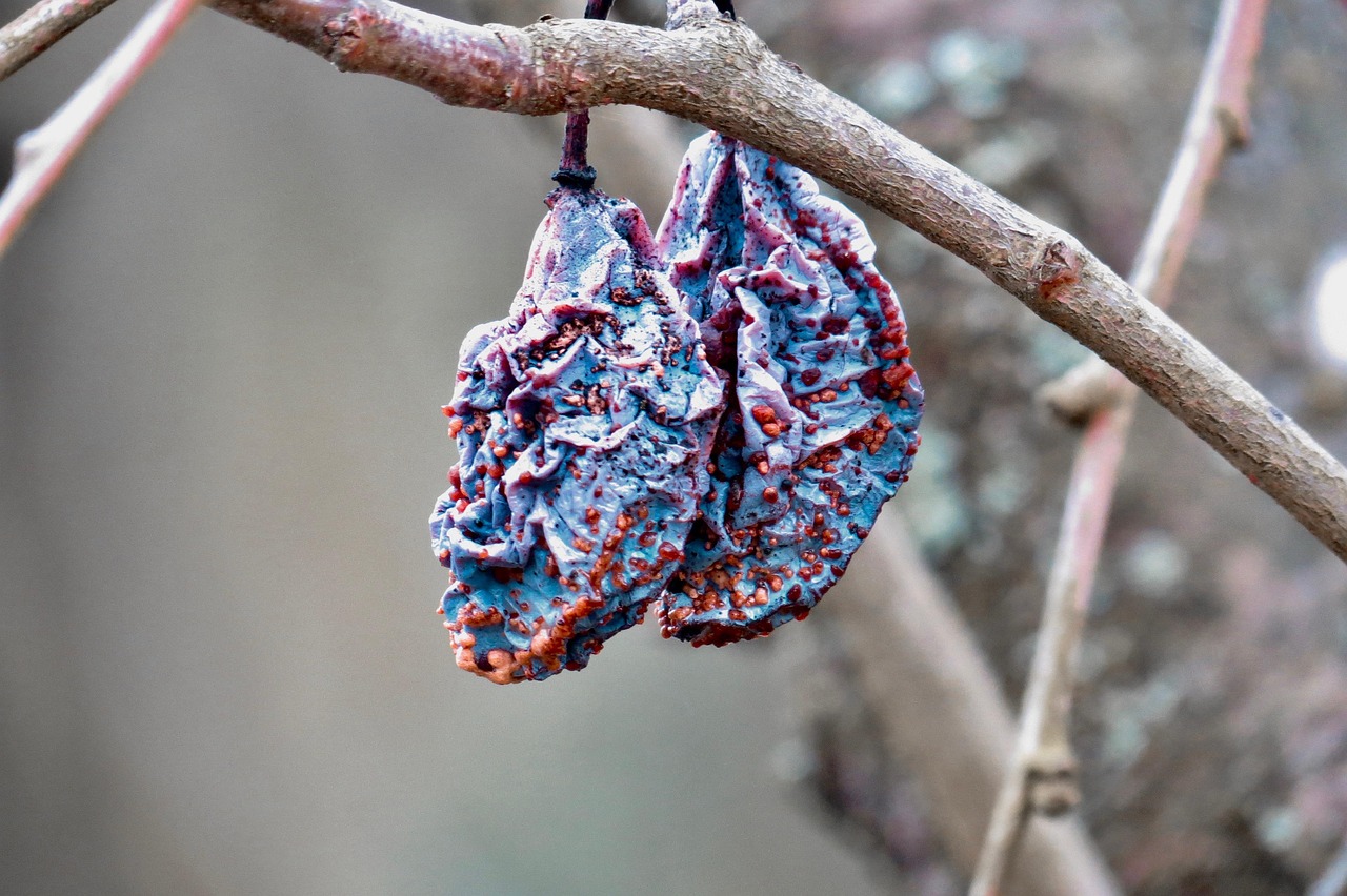 Prunes Dried Stems - Free photo on Pixabay