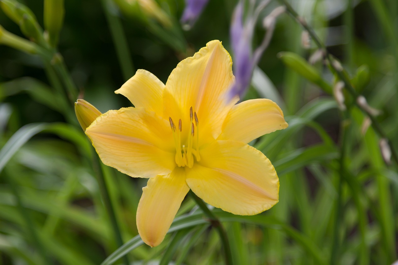 Hémérocalle Jaune Fleurs Jaunes Le - Photo gratuite sur Pixabay - Pixabay