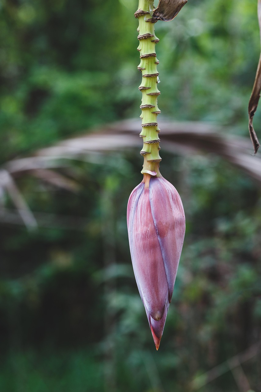 Fleur Banane De Bananier - Photo gratuite sur Pixabay - Pixabay