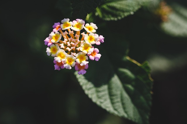 Bunga Warna-Warni Warna - Foto gratis di Pixabay