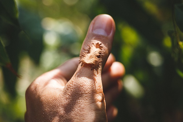 Hand Insect Leaf - Free photo on Pixabay - Pixabay