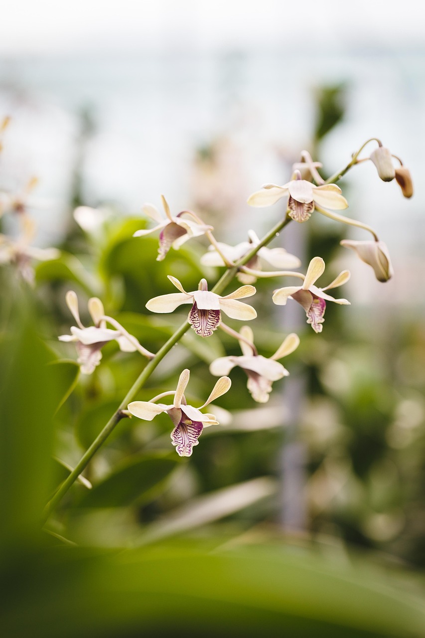 Natural Puro Fresco Asia - Foto gratis en Pixabay - Pixabay