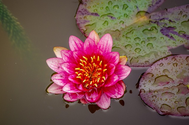 Nenúfar Flor Rosa Planta - Foto gratuita no Pixabay - Pixabay