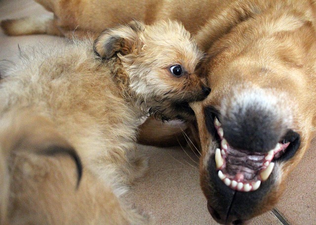 Jouer Chiot Chien - Photo gratuite sur Pixabay - Pixabay
