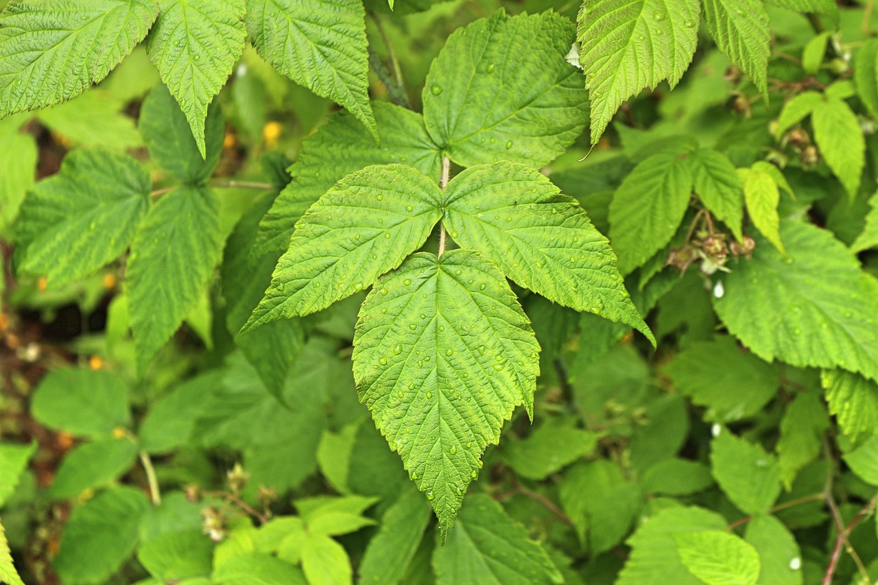 Sheets Grass Green - Free photo on Pixabay - Pixabay