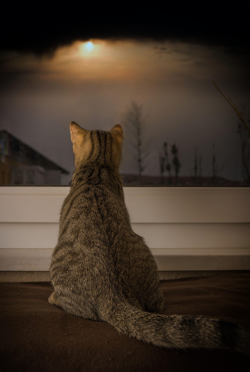 Cat Heaven Night - Free photo on Pixabay - Pixabay