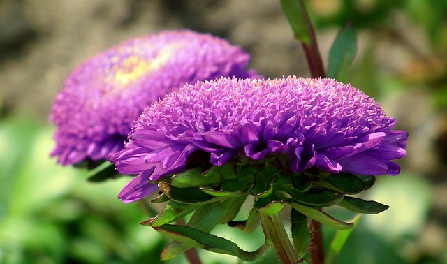 Asters Fleurs Violet - Photo gratuite sur Pixabay - Pixabay
