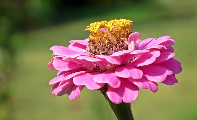 Zinnia Flor Rosado - Foto gratis en Pixabay - Pixabay
