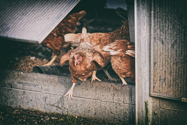 Chicken Poultry Free Running Happy - Free photo on Pixabay