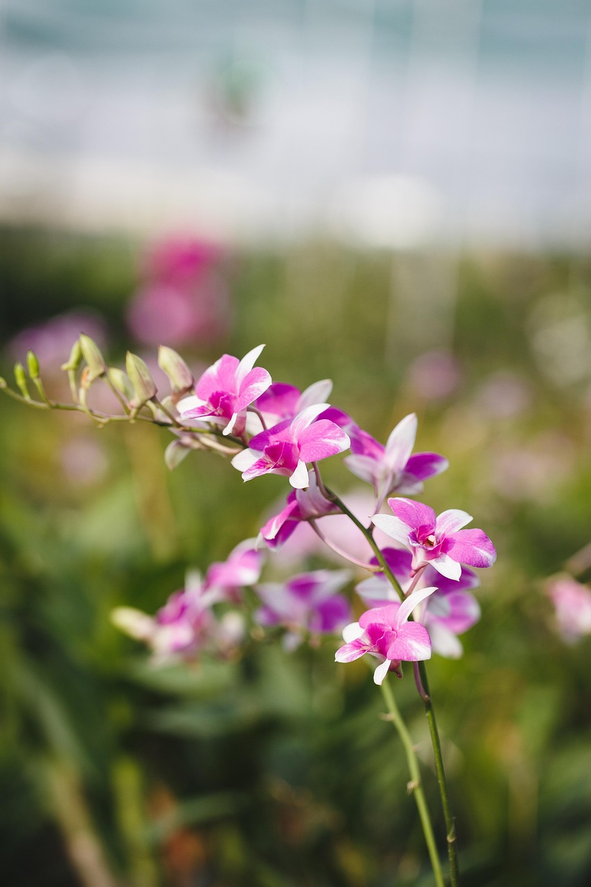 Natural Puro Fresco - Foto gratis en Pixabay - Pixabay