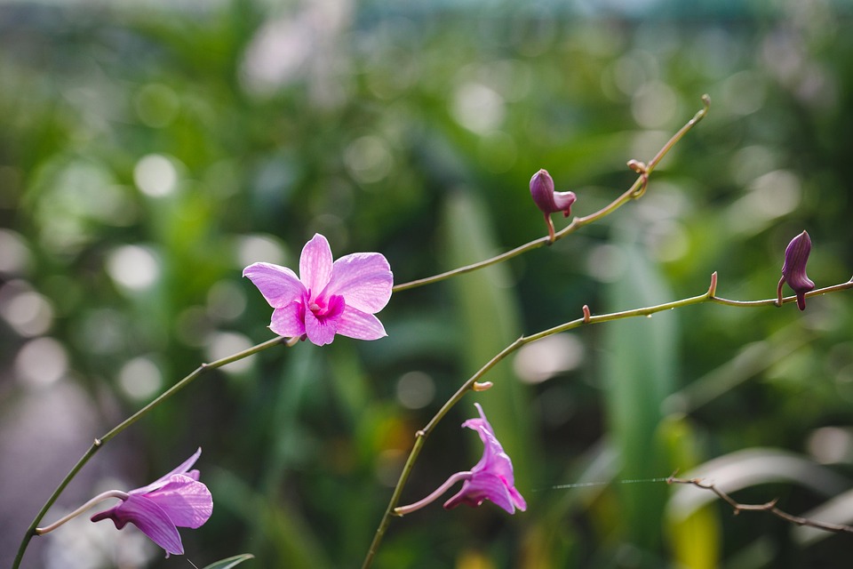 Natural Pure Fresh - Free photo on Pixabay - Pixabay