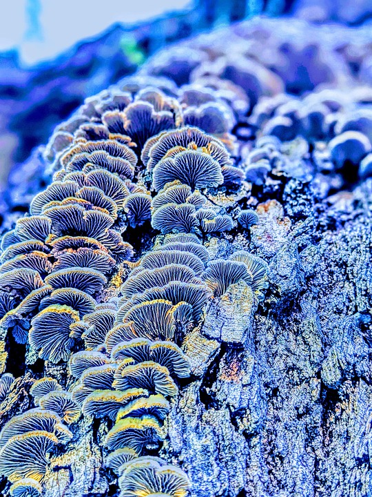 Mushrooms Violet Blue Tree - Free photo on Pixabay