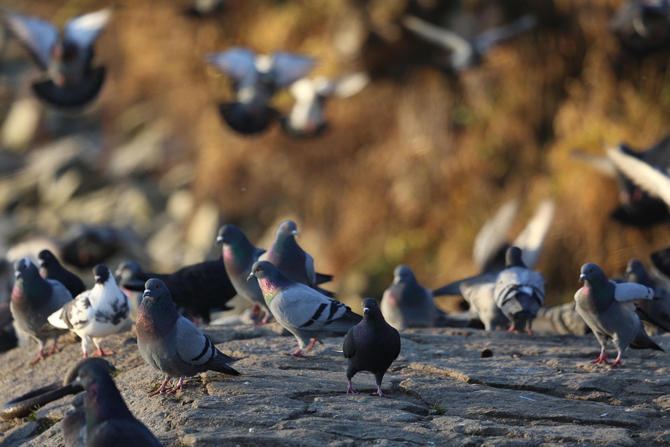 Pigeons Des Oiseaux - Photo gratuite sur Pixabay - Pixabay