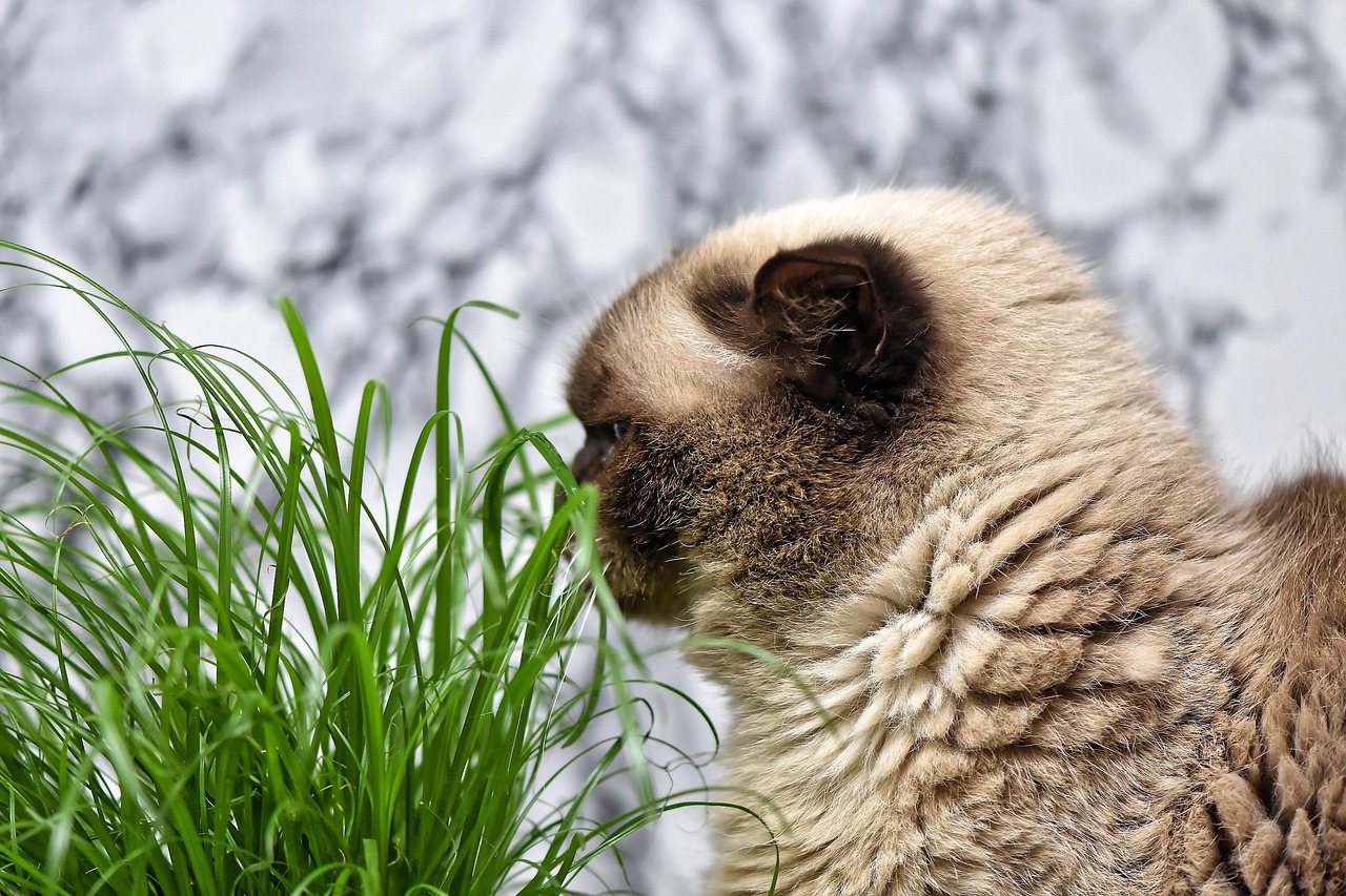200+ Free Cat Profile & Cat Images - Pixabay