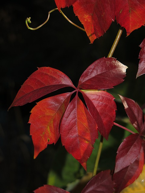 Wine Grape Leaves Red - Free photo on Pixabay - Pixabay