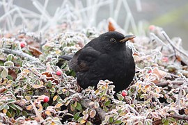 Bird Blackbird Songbird - Free photo on Pixabay