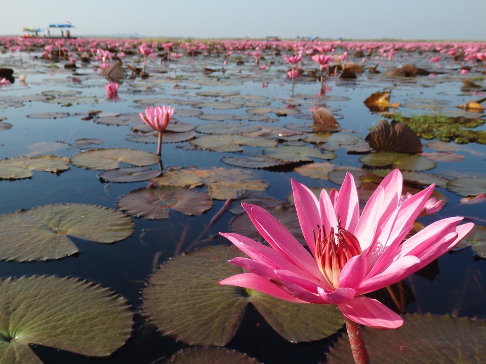 红莲湖 泰国 红莲花 - Pixabay上的免费照片 - Pixabay