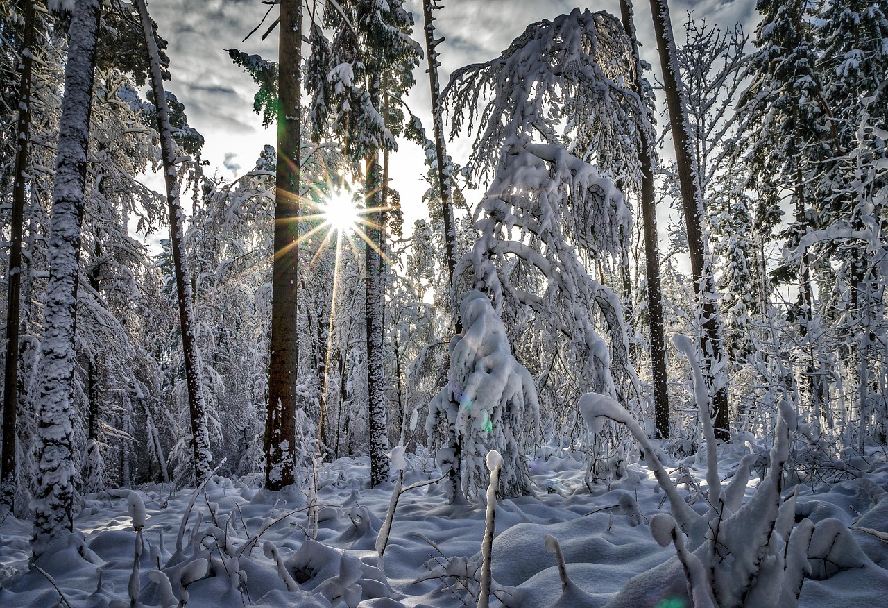 Winter Forest Nature - Free photo on Pixabay - Pixabay