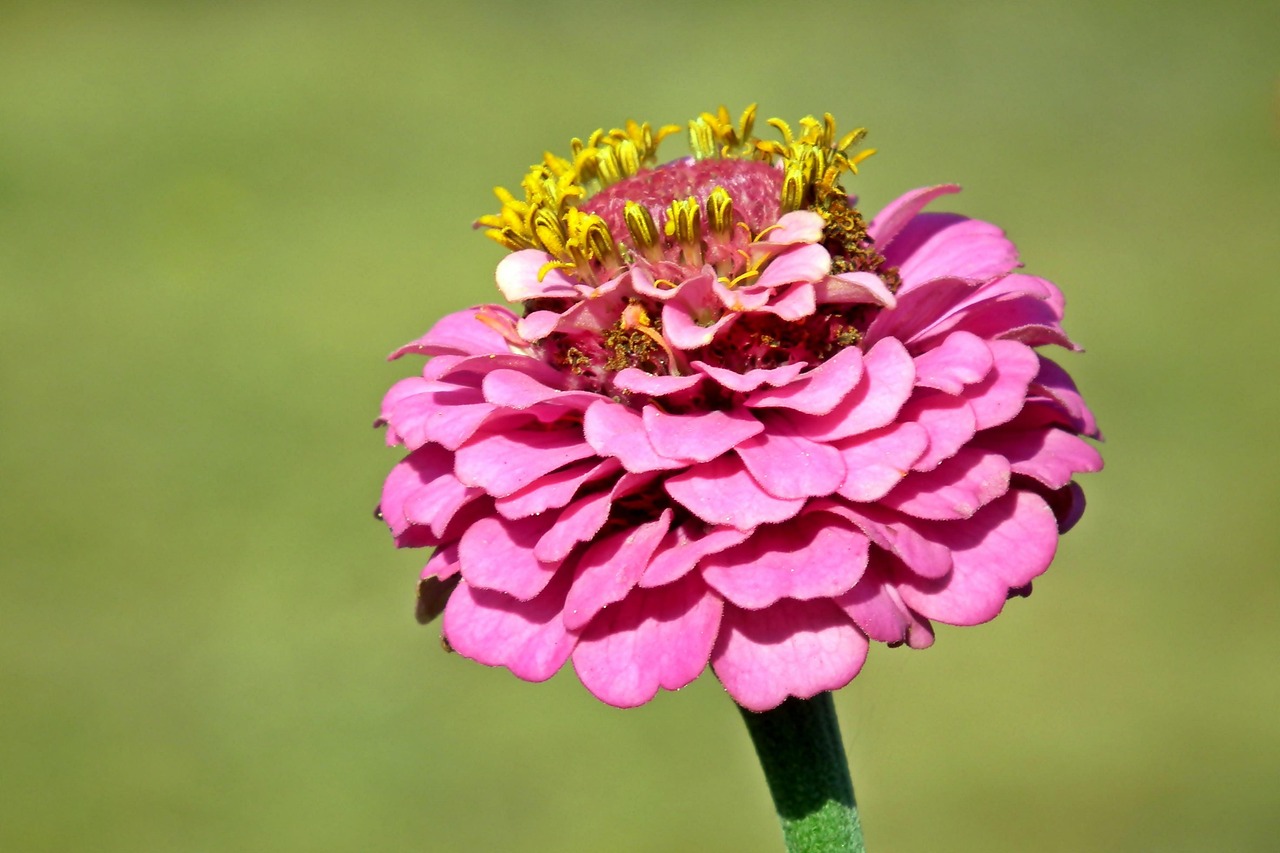 Zinnia Fleur Jardin - Photo gratuite sur Pixabay - Pixabay