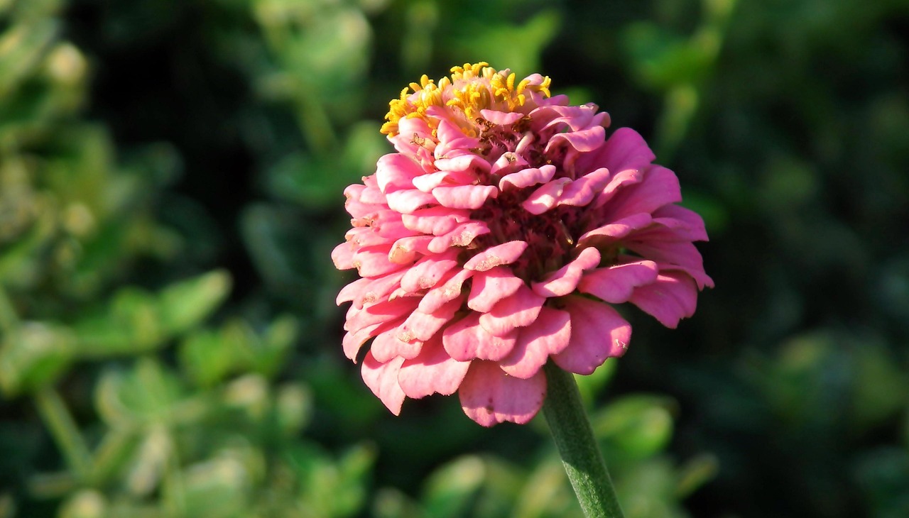 Zinnia Fleur Rose - Photo gratuite sur Pixabay - Pixabay