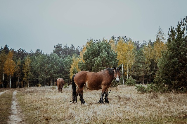 Pferd Pferde Tiere - Kostenloses Foto auf Pixabay - Pixabay