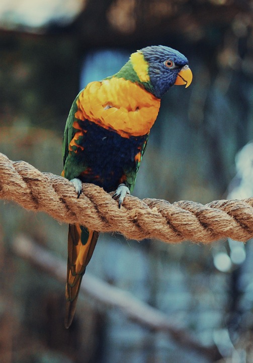 Lorikeet Parrot Perched - Free photo on Pixabay - Pixabay