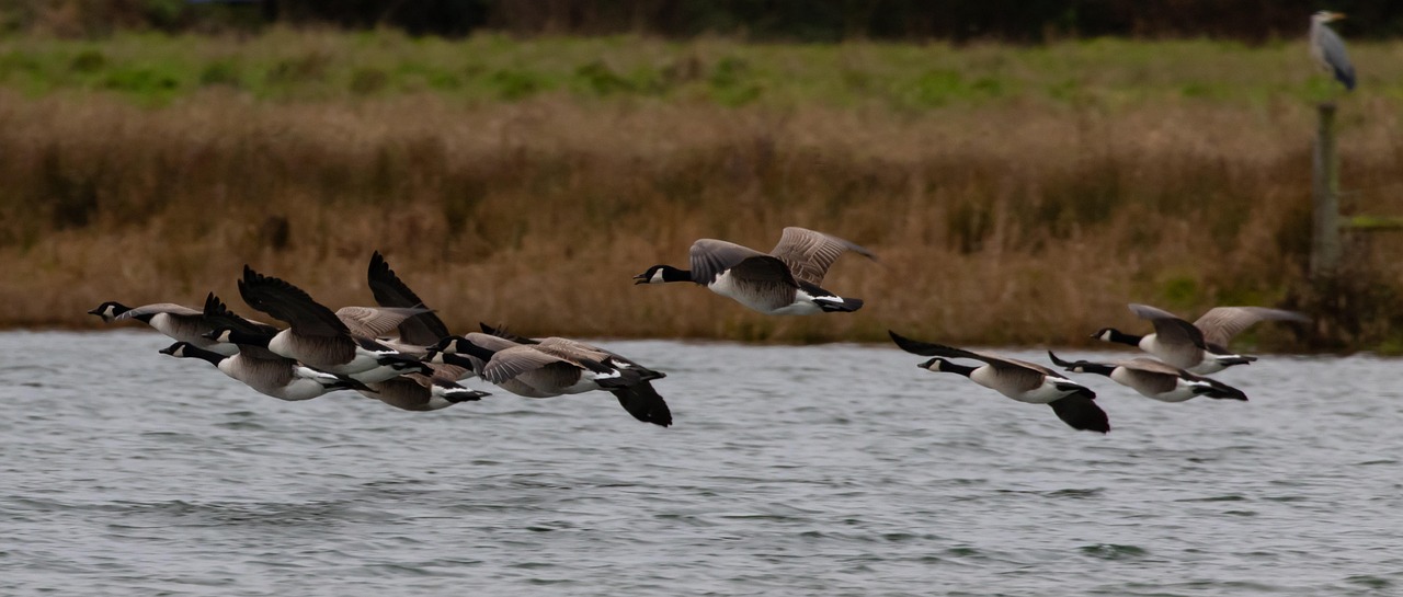 300+ Free Canada Geese & Geese Images - Pixabay