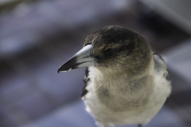 Grey Butcher Bird Australia - Free photo on Pixabay
