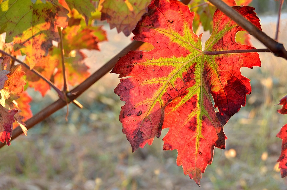 Nature Leaf Vine - Free photo on Pixabay
