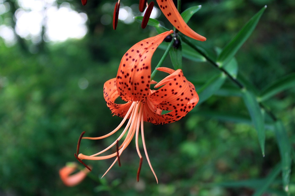 百合 野花 大自然 - Pixabay上的免费照片 - Pixabay