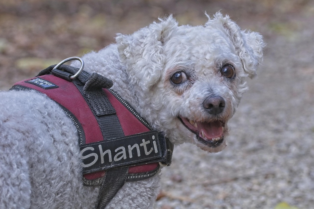Grey Bichon Frise