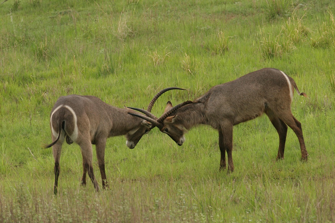 Waterbuck South Africa - Free photo on Pixabay