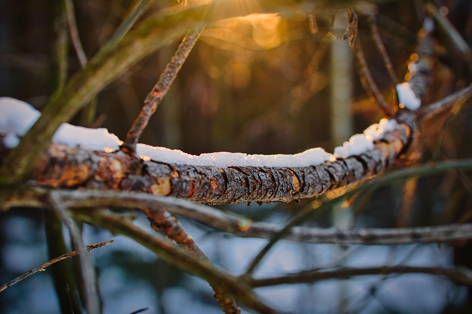 Branch Tree Deadwood Morning - Free photo on Pixabay