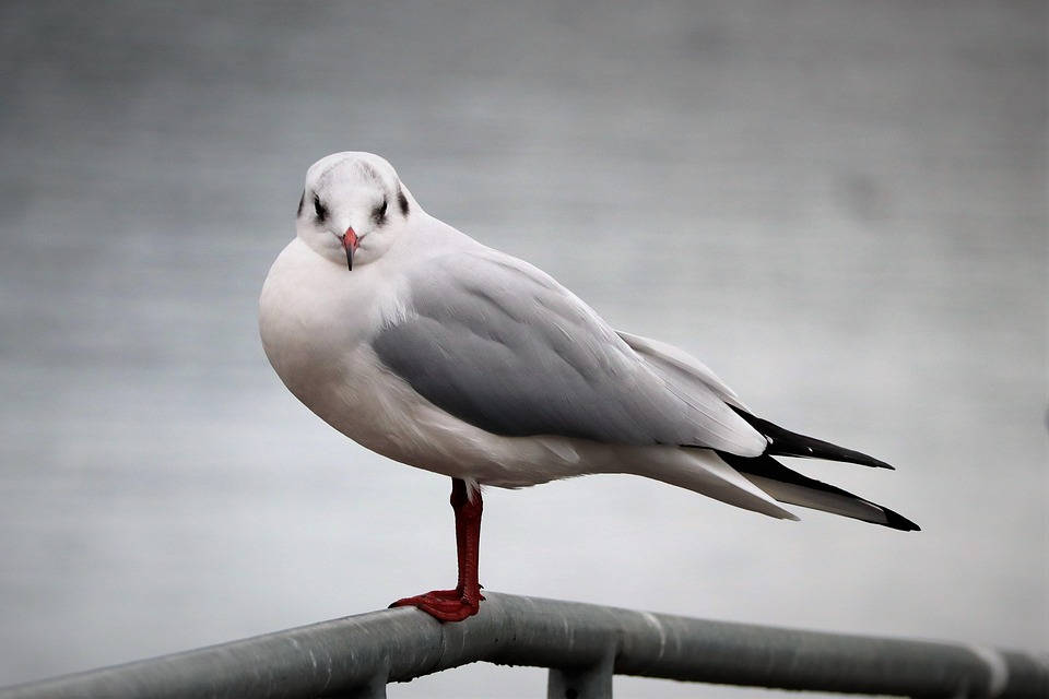 Animal Oiseau Mouette - Photo gratuite sur Pixabay - Pixabay