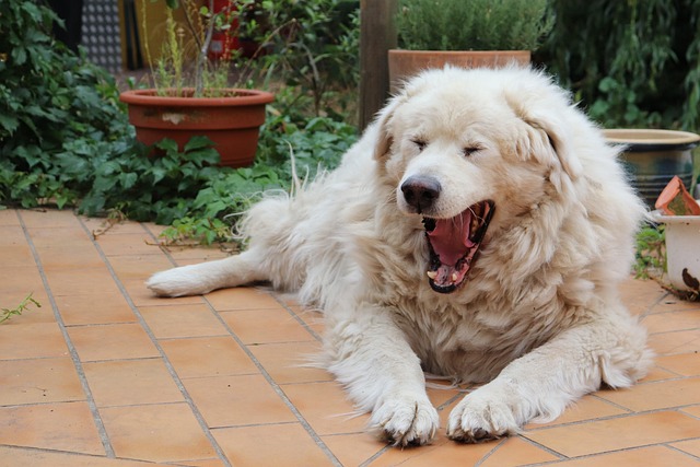 Maremano Dog Yawns - Free photo on Pixabay - Pixabay
