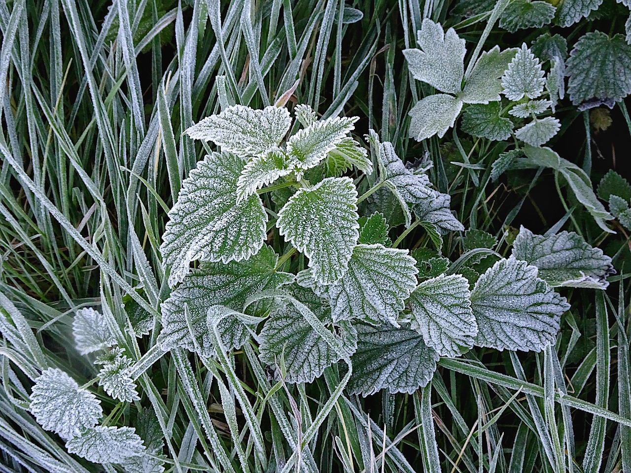 Frost Leaves Frosted Plants - Free photo on Pixabay - Pixabay